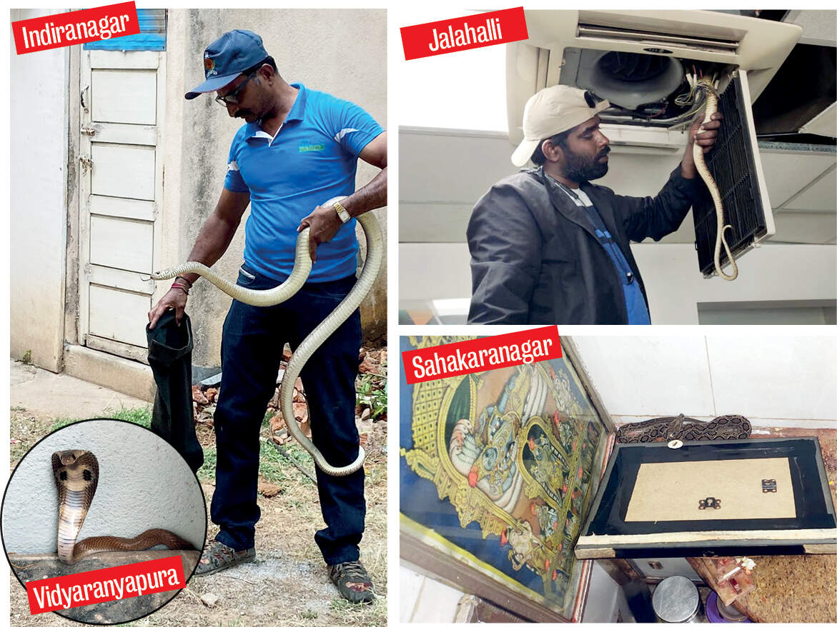 With people inside their homes, snakes are slithering out