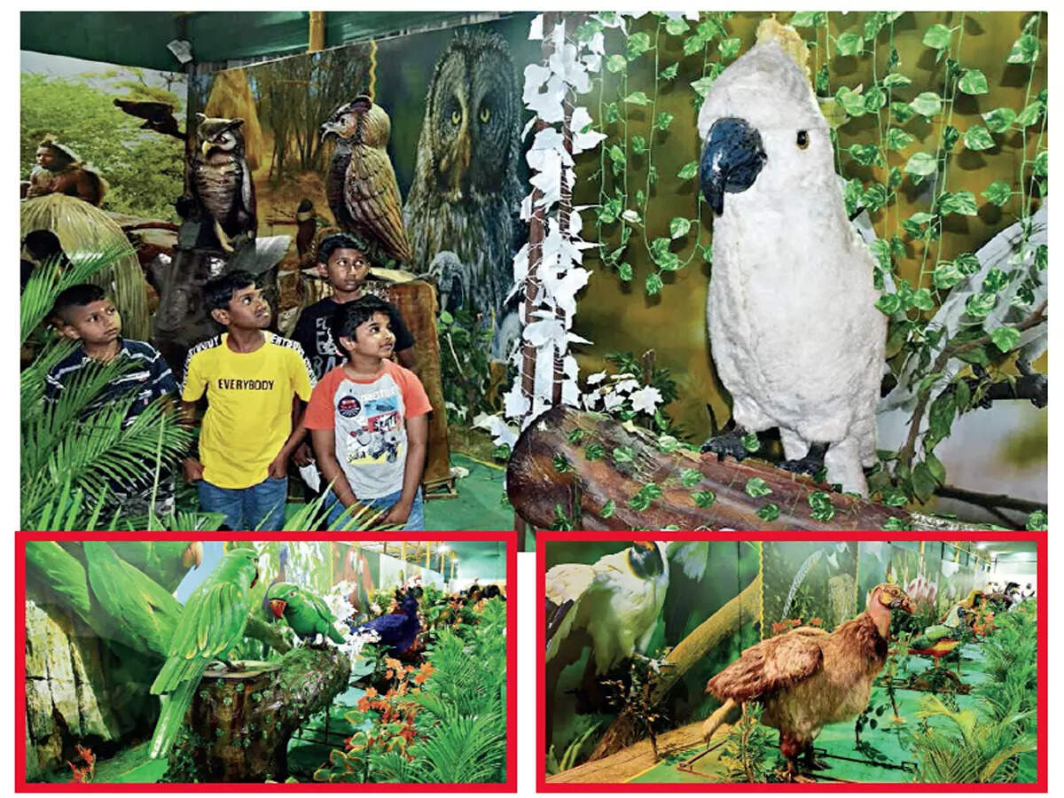 Nature calling: Kids, know more about common birds