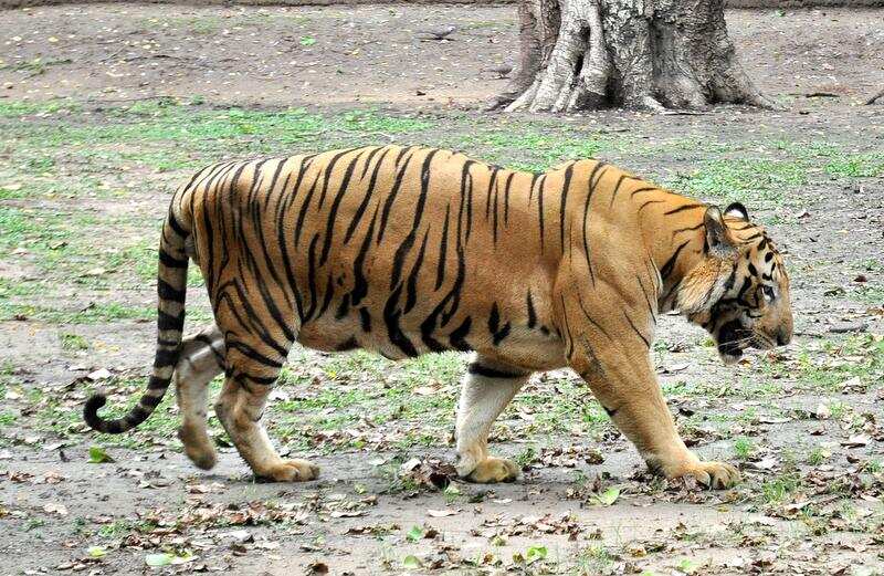 Kids spot wounded tiger in Pauri Garhwal; forest officials say this is ...