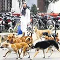 Panel wants BBMP to step up culling of diseased stray dogs