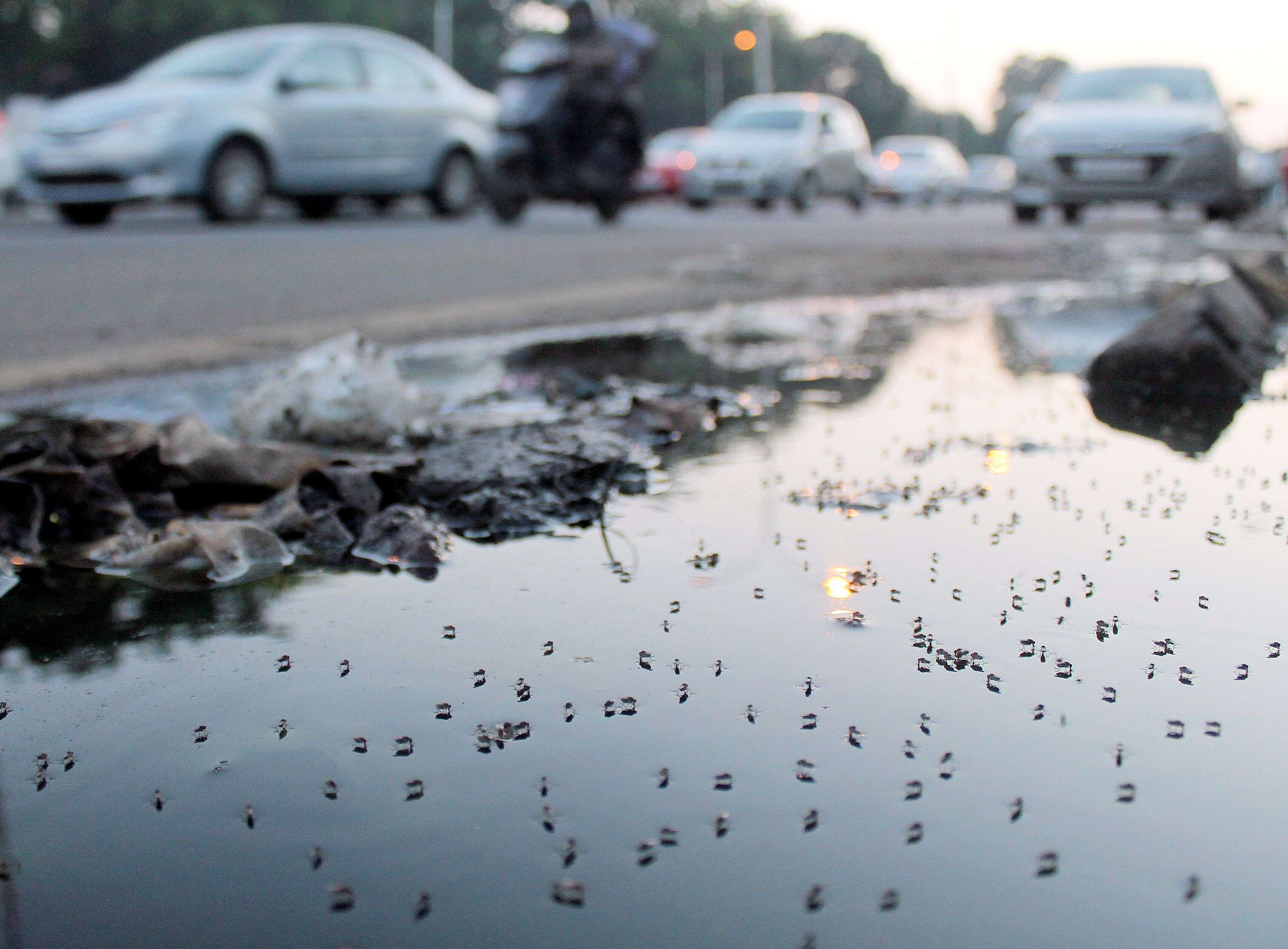 Dengue classified as 'notified disease'