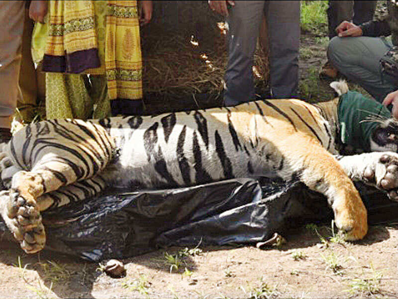 Tiger gets life behind bars for killing 3 human beings | India News ...