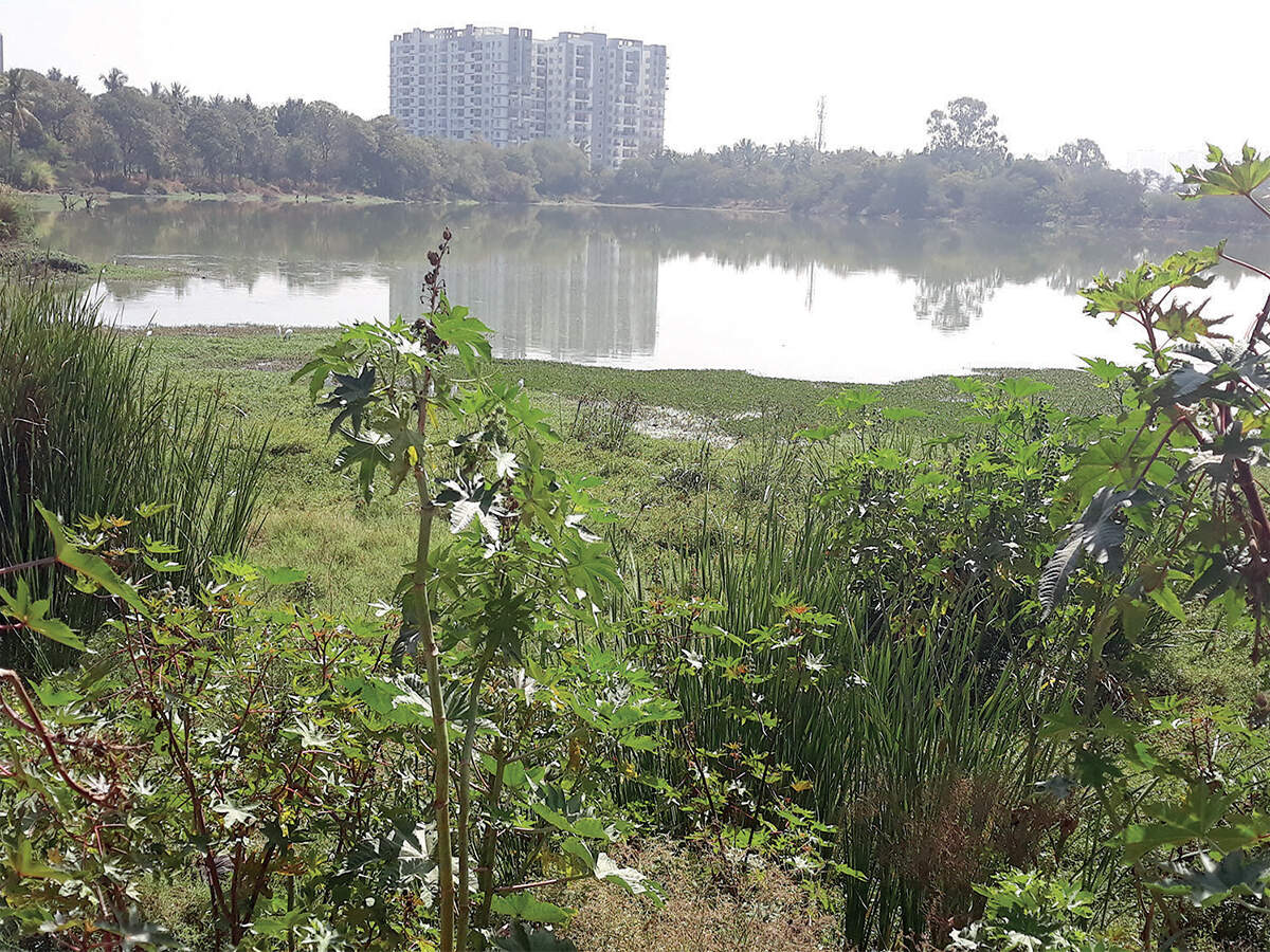 Bengaluru: Siddapura lake in midst of a ‘corporator battle’