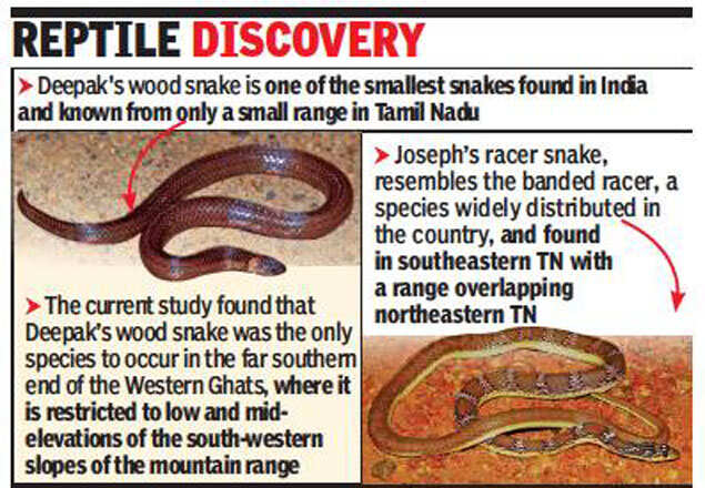 Two new snake species take Tamil Nadu’s number to a century | Chennai ...