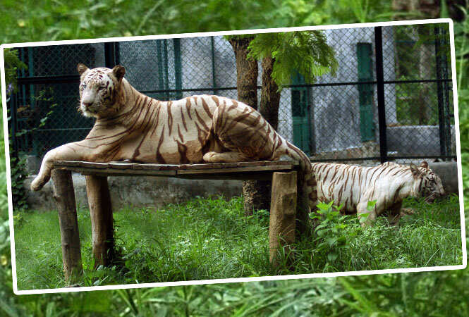 nawab wajid ali shah zoological garden: Lucknow Zoo takes measures to ...