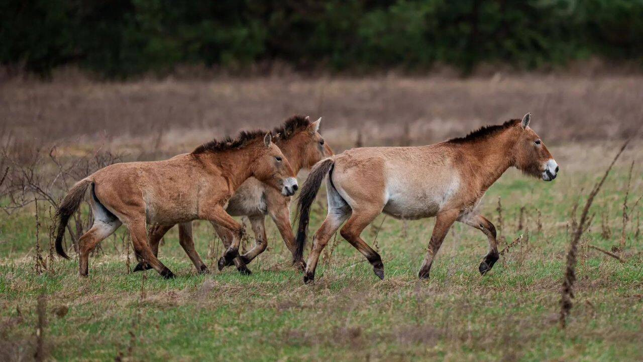 How a Chinese horse became the genetic bridge that…