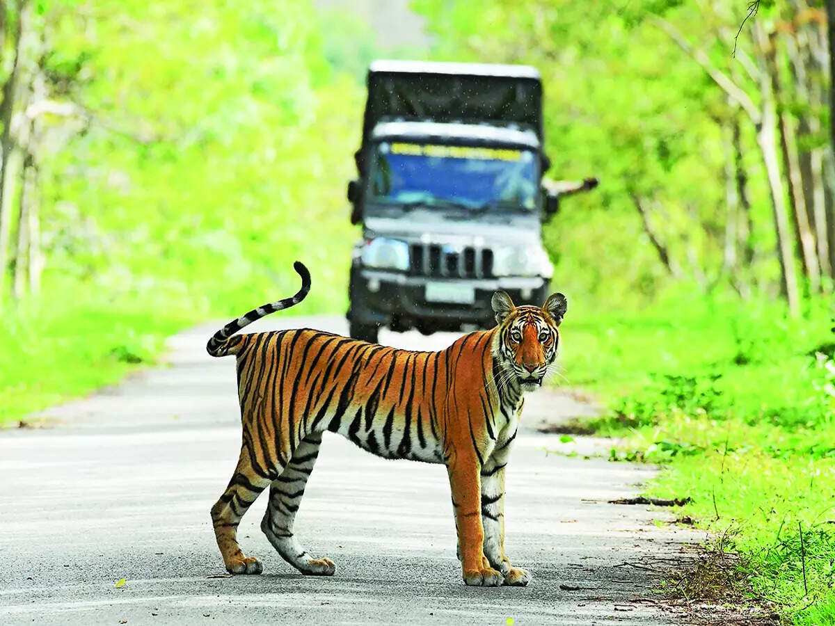 Late-night lazy loitering in Bandipur forest sparks alarm