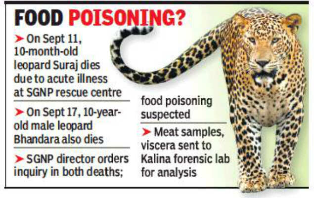 Week later, one more leopard dies at SGNP rescue centre | Mumbai News ...