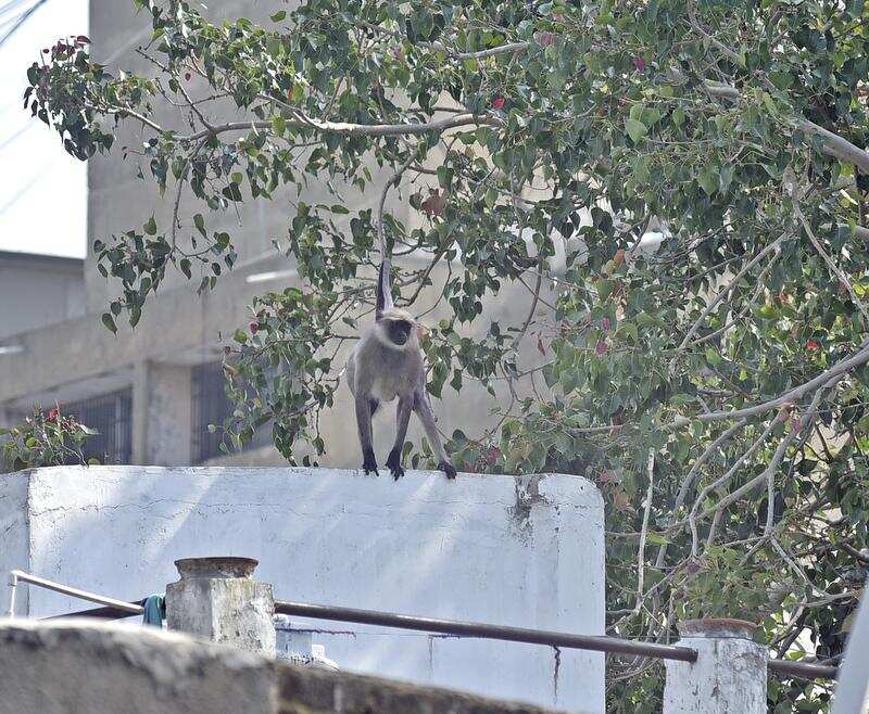 Ahmedabad: Menacing monkey terrorizes Ratan Pol | Ahmedabad News ...