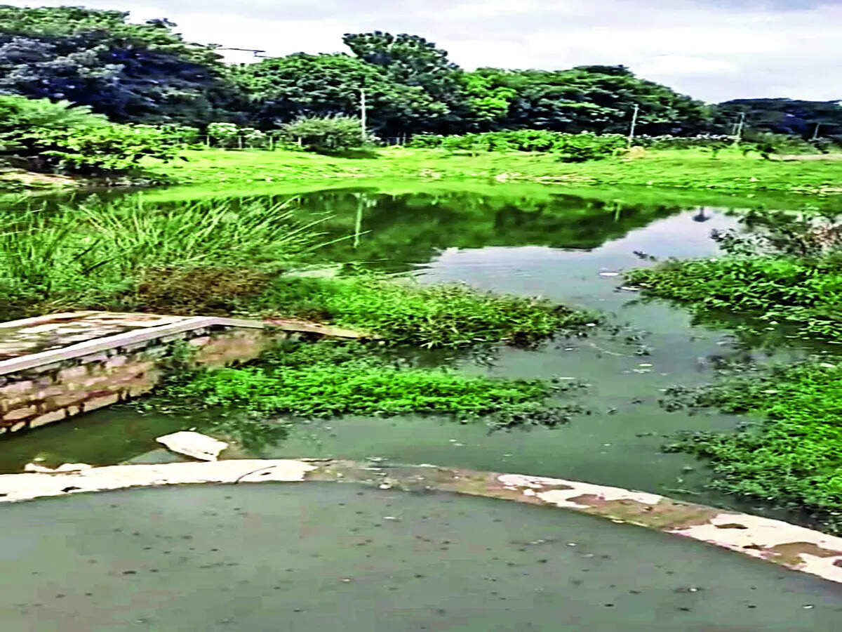 Silt hits Kothanur Lake