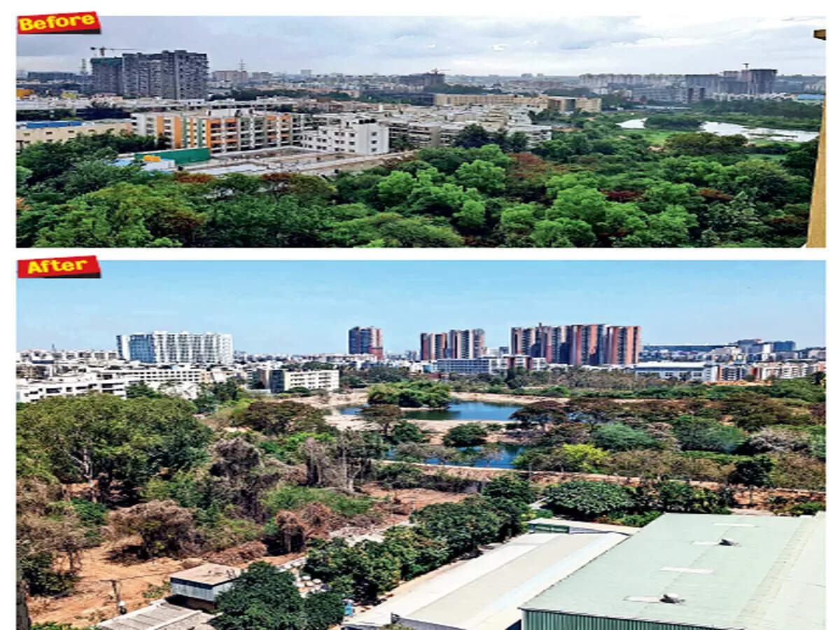 Fading green near lake causes alarm