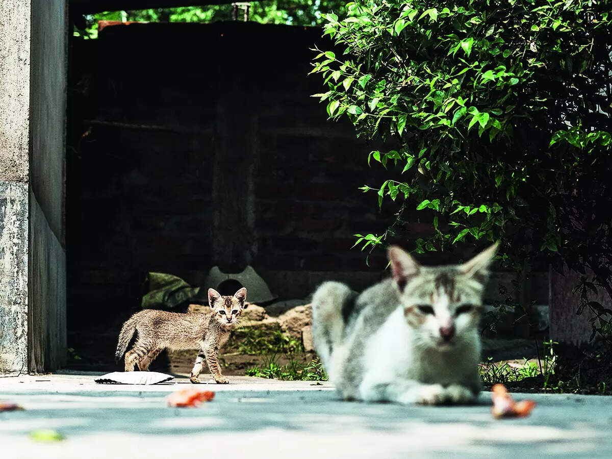 High price for noble work