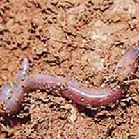 Earthworm poop can reveal past climates