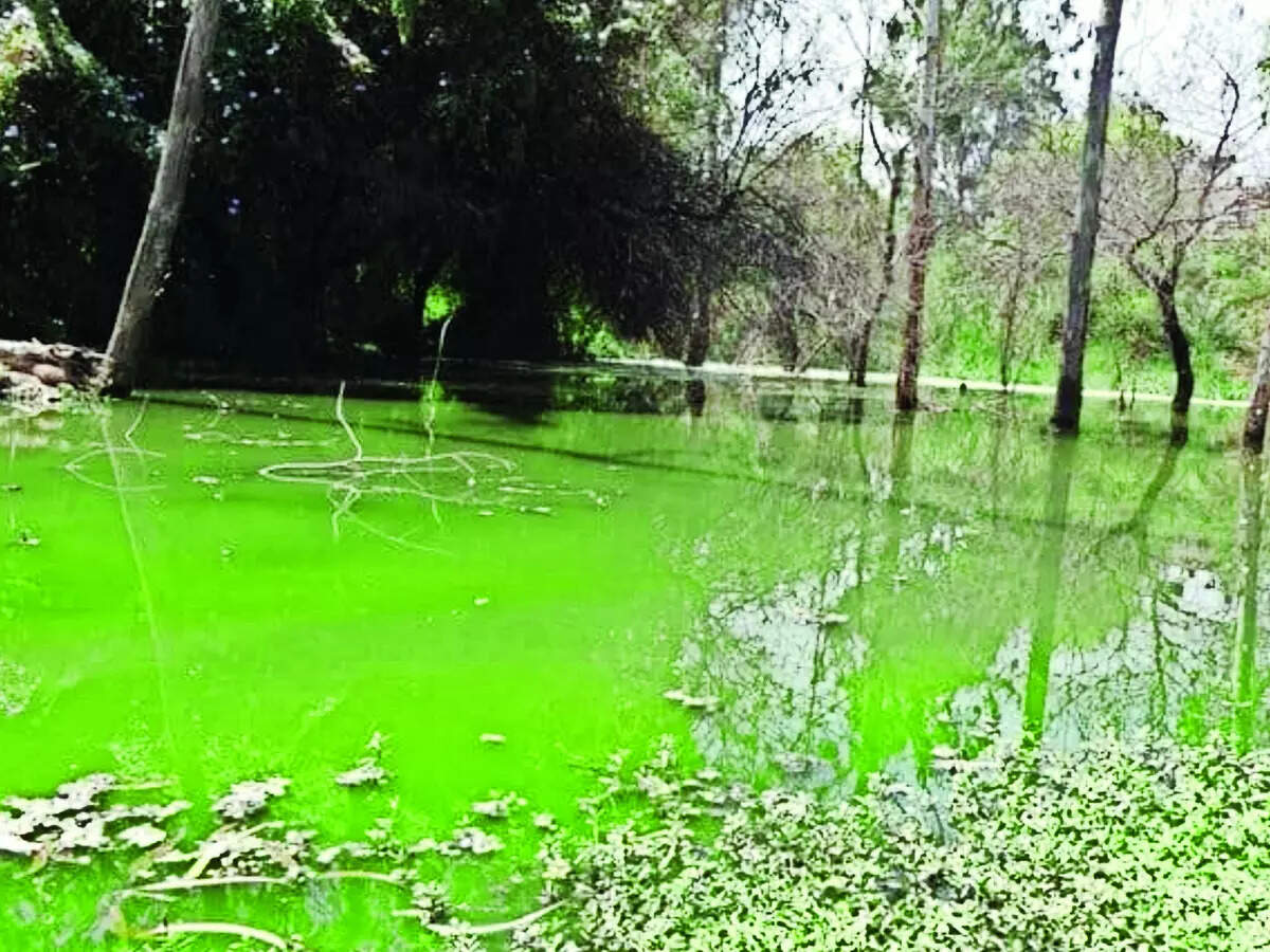 Troubled waters: NGT acts on lake encroachment