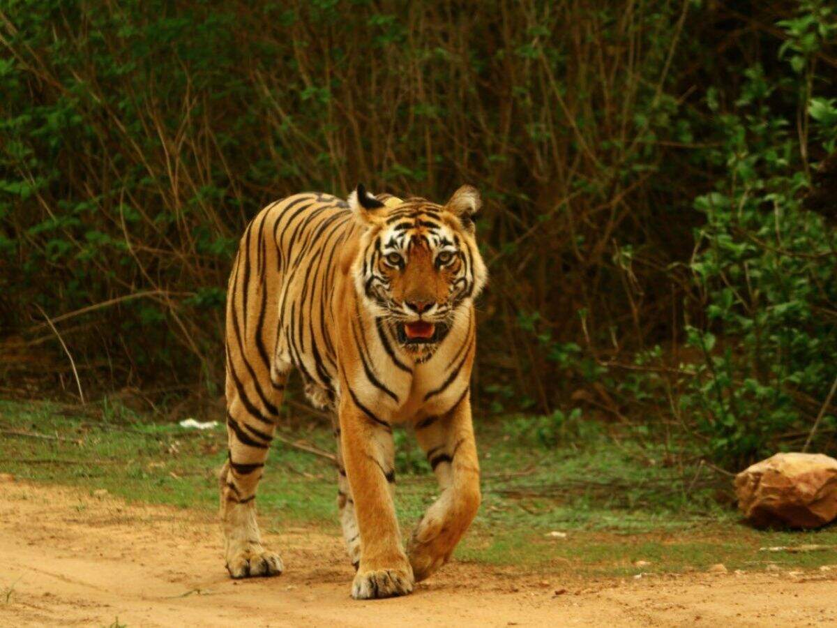 India doubled tiger population four years ahead of schedule, says PM ...