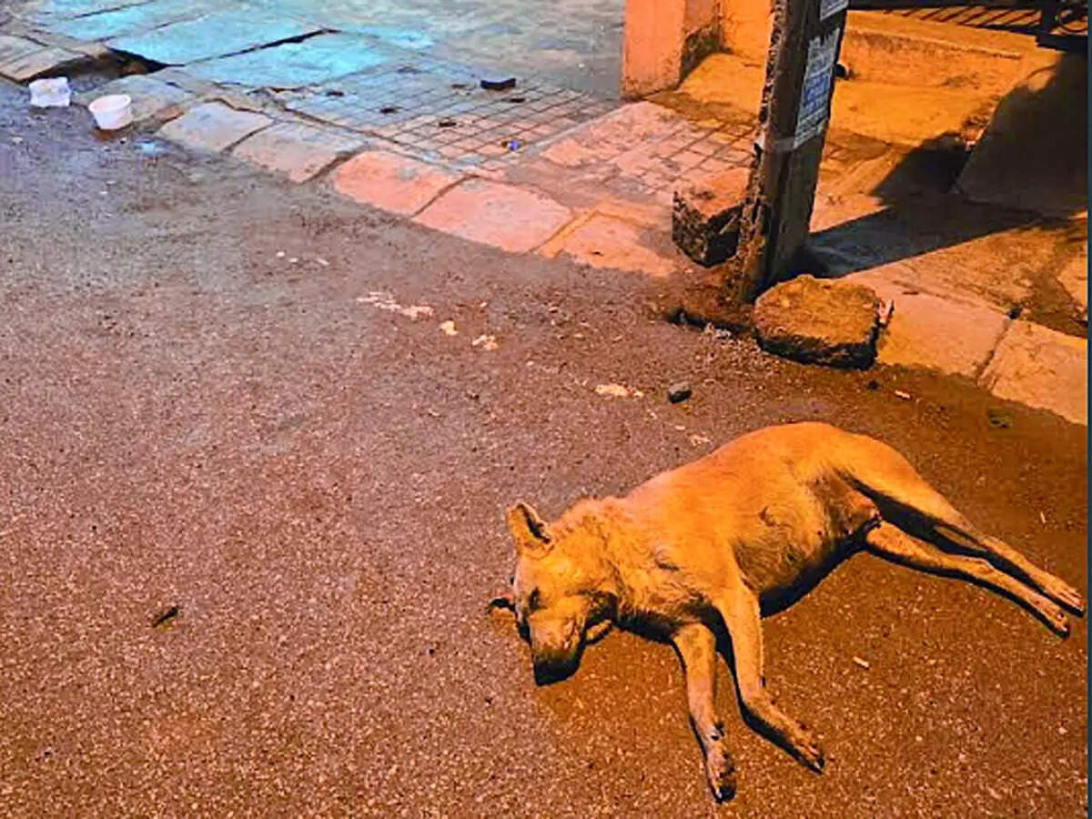 Stray’s death prompts accident investigation