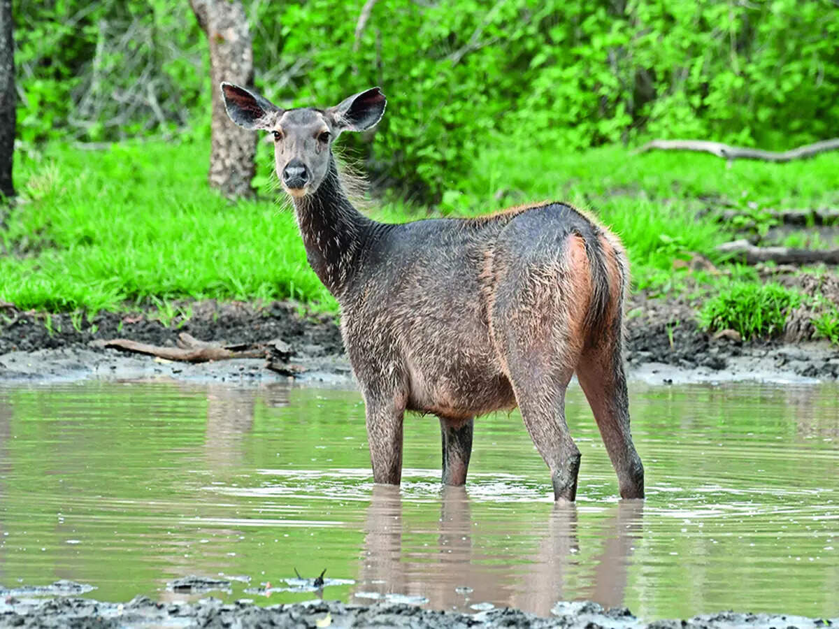 Wild ride for a cause: Are you ready?