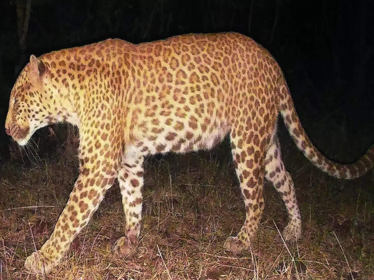 Rare ‘Sandalwood Leopard’ spotted in Karnataka
