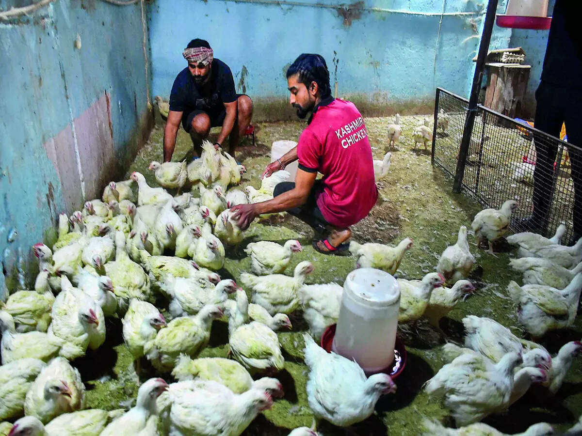 Registration of poultry farms made mandatory