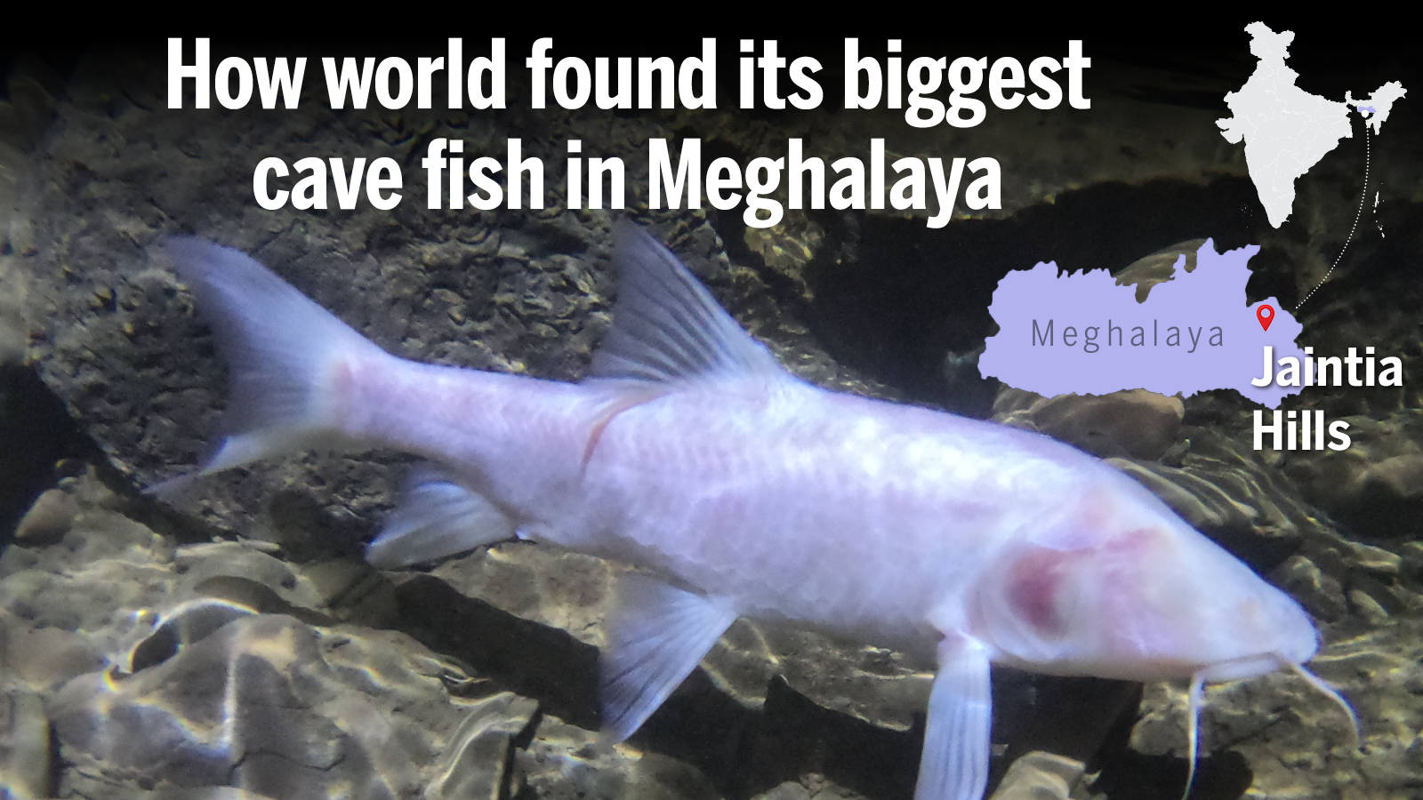 How world found its biggest cave fish in Meghalaya - Times of India