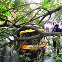 Falling with a '˜tree'mendous thud