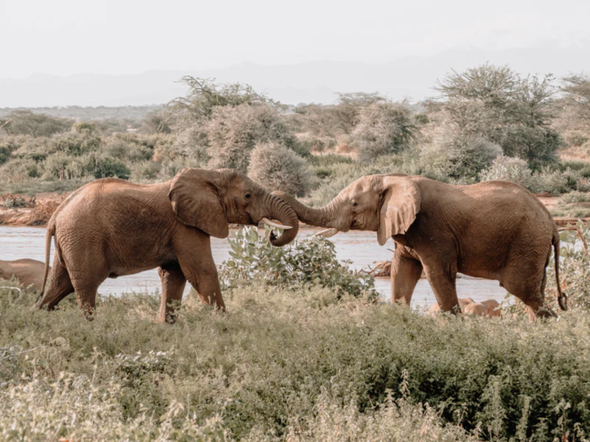 Bihar elephants all set to turn crorepatis after man wills them half ...