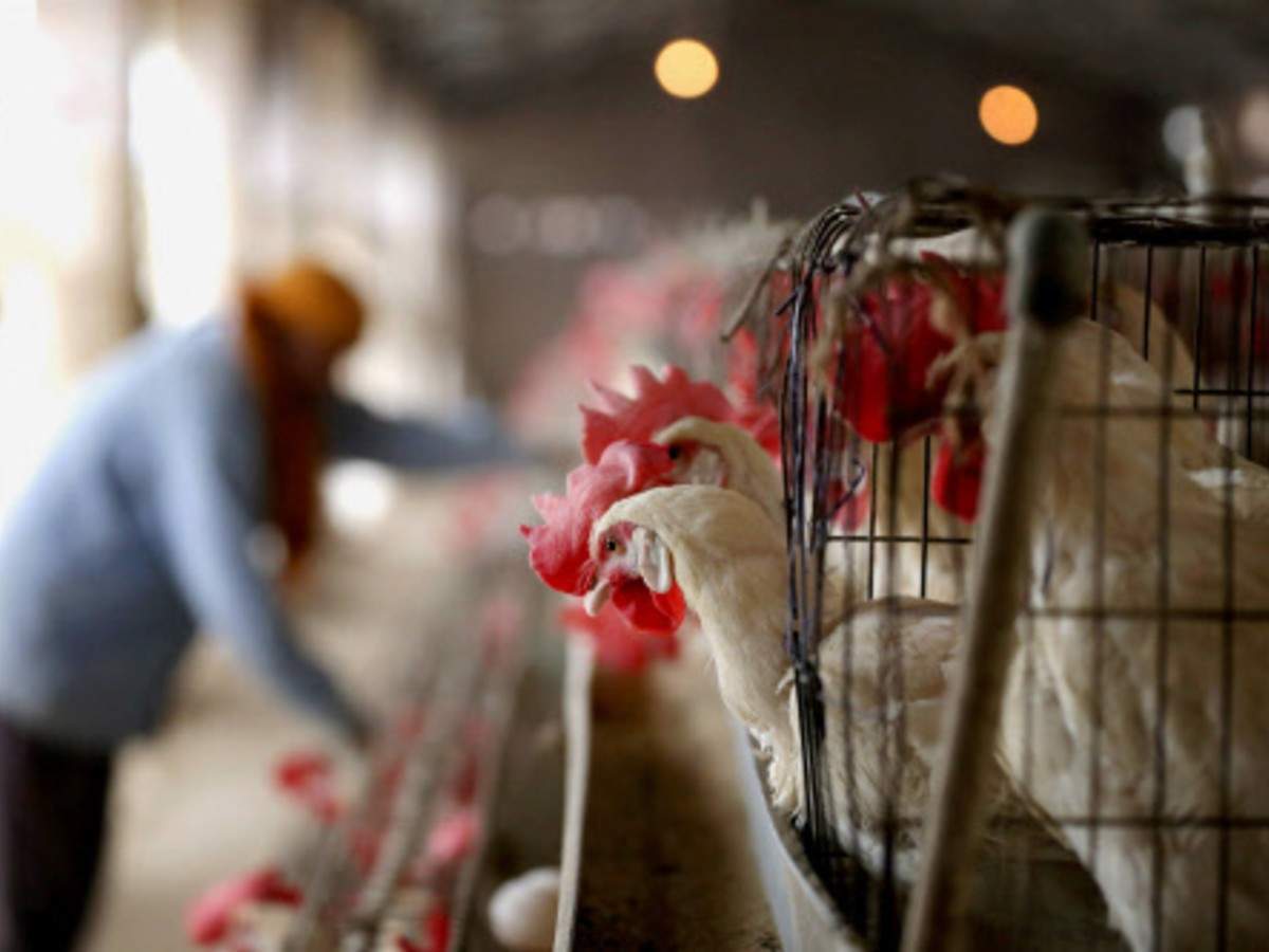 Avian Influenza Confirmed In Five States For Poultry Birds Culling