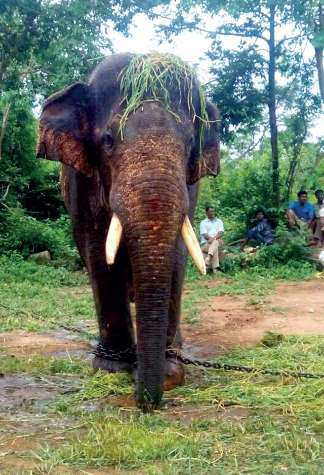 46-year-old elephant, Rowdy Ranga, from Mathigodu elephant camp dies ...