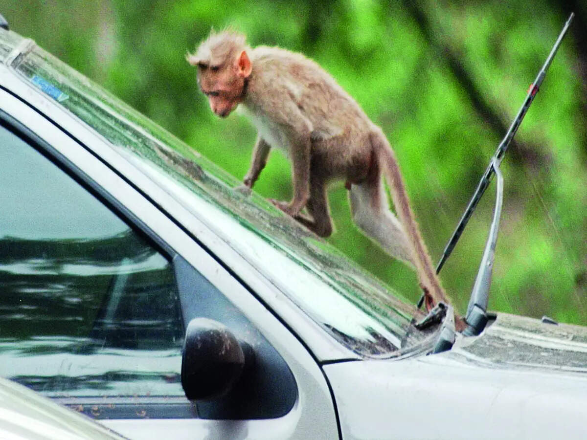 No sign of four missing monkeys