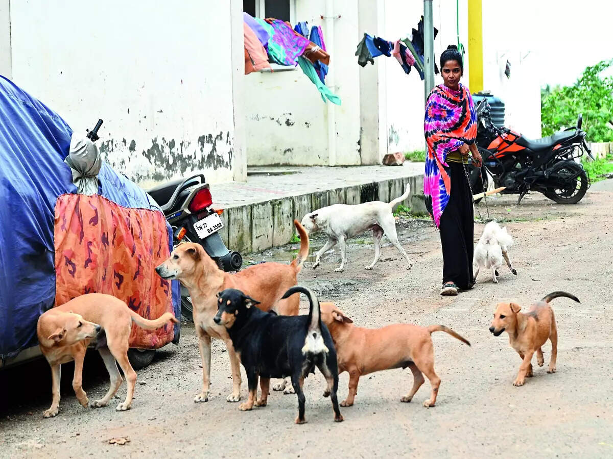 Stray dog welfare gets a major BBMP push
