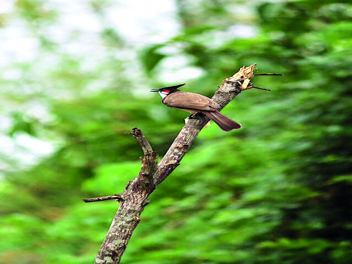 red whiskered bulbul: Story behind the photo: Feathered beauty