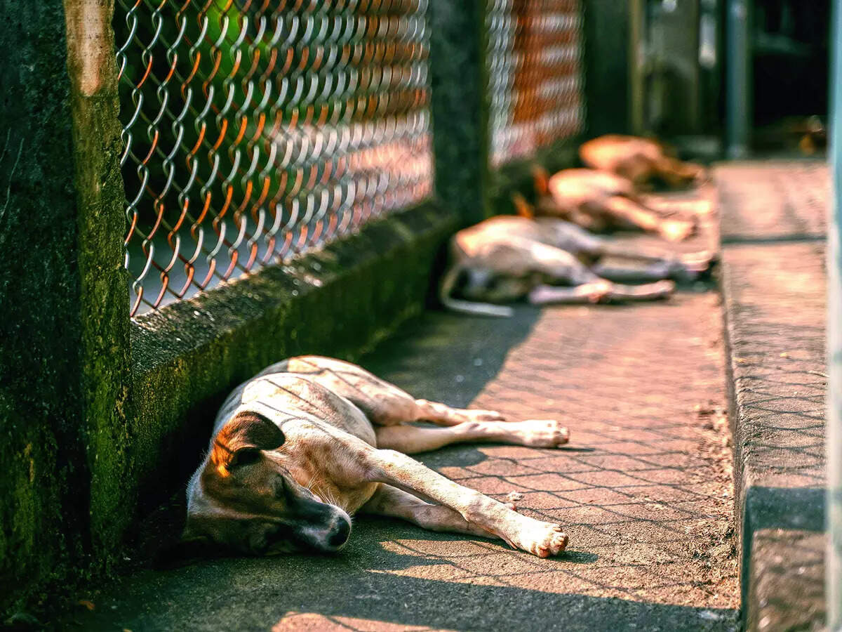 ‘Treated like criminal for feeding dogs’