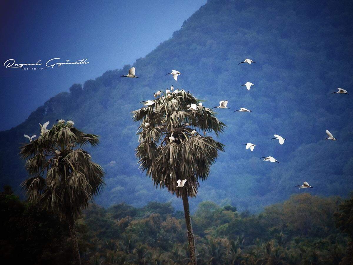 Chasing sunsets in Kava island | Kochi News - Times of India