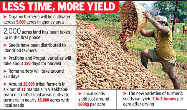 New turmeric seeds to boost crop yield in Visakhapatnam Agency ...