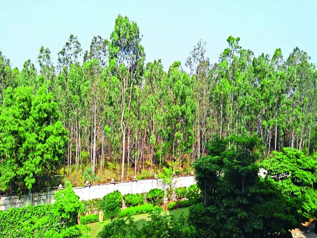 gkvk: Heritage site in peril: GKVK tree-felling raises alarm