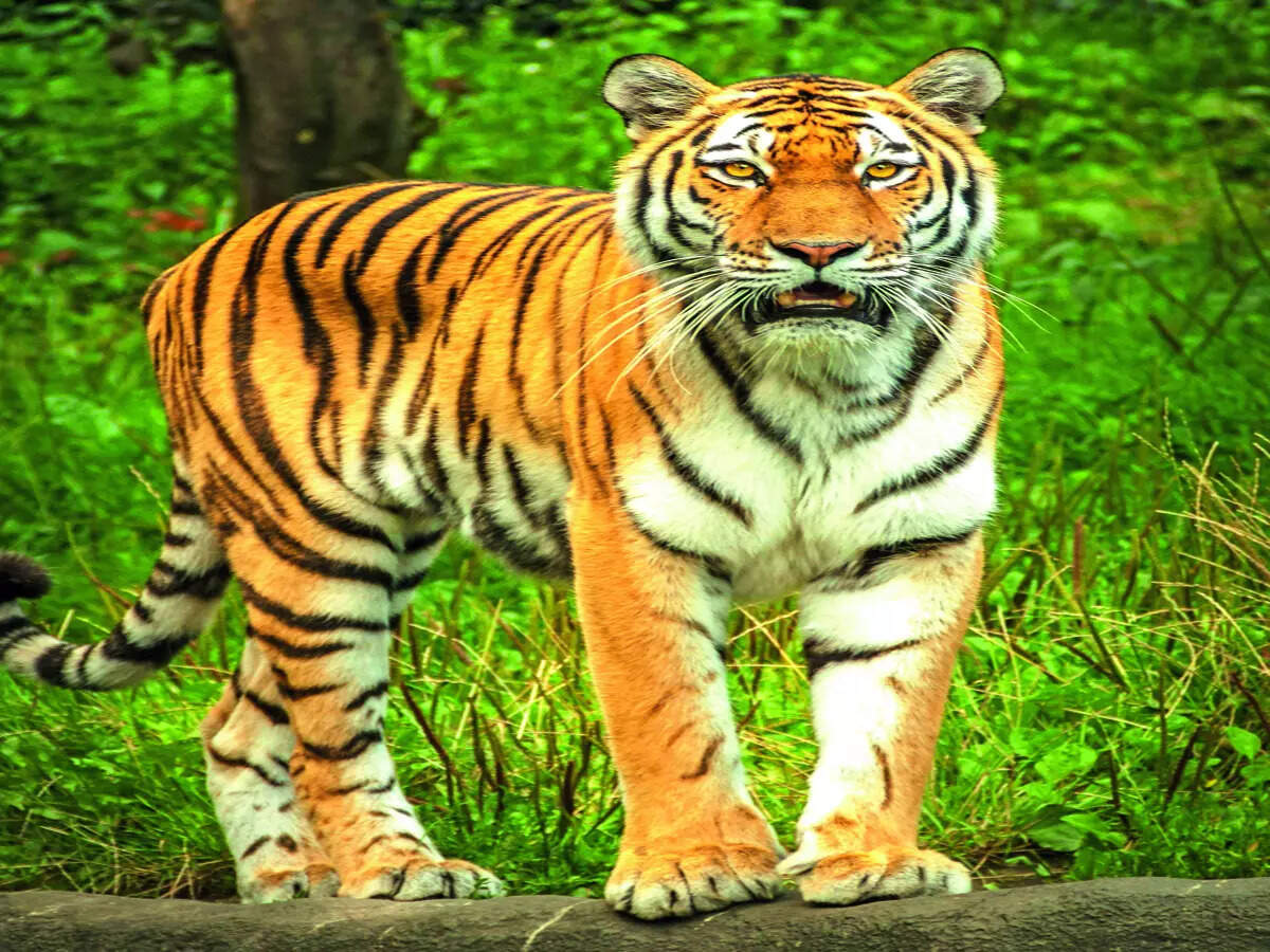 Dead tigers, dodgy report?