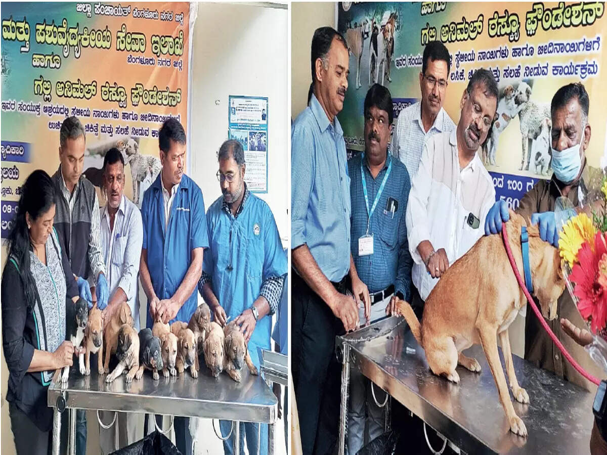 Mission rabies control, on a pilot basis