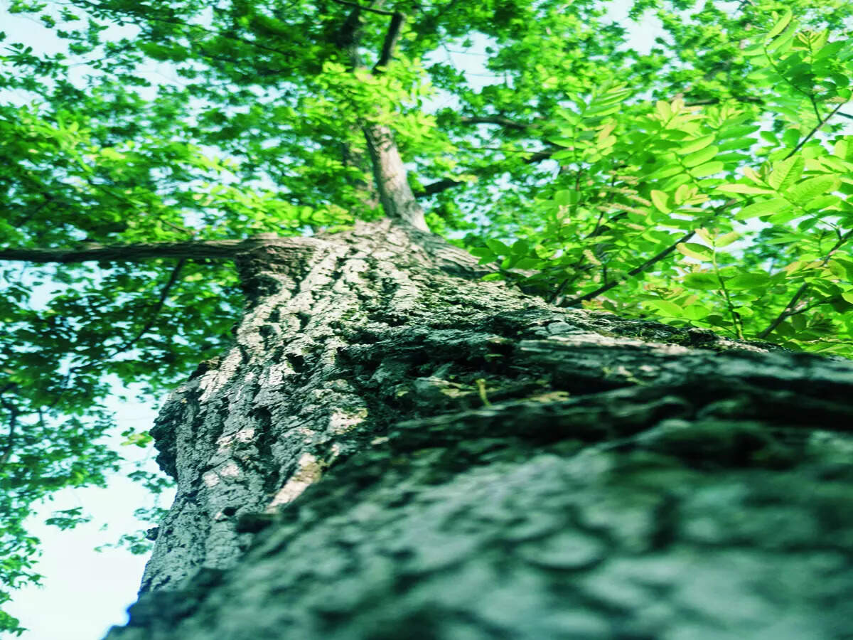 Tree census on hold, deadlines keep shifting