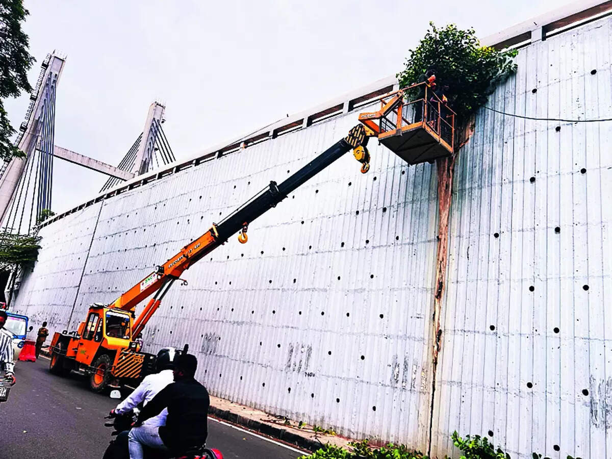 Finally, BBMP starts removing trees growing out of bridge