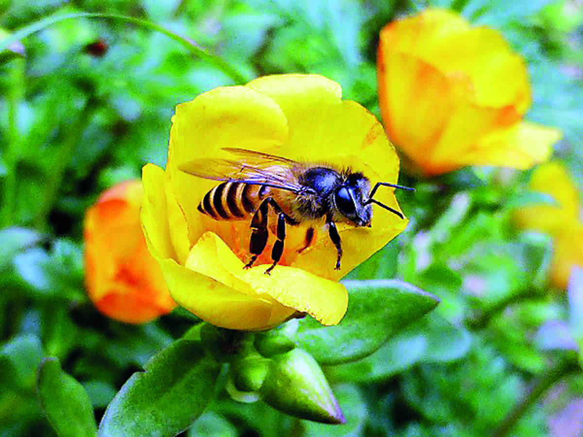 Urban Jungle: Bee-town dance