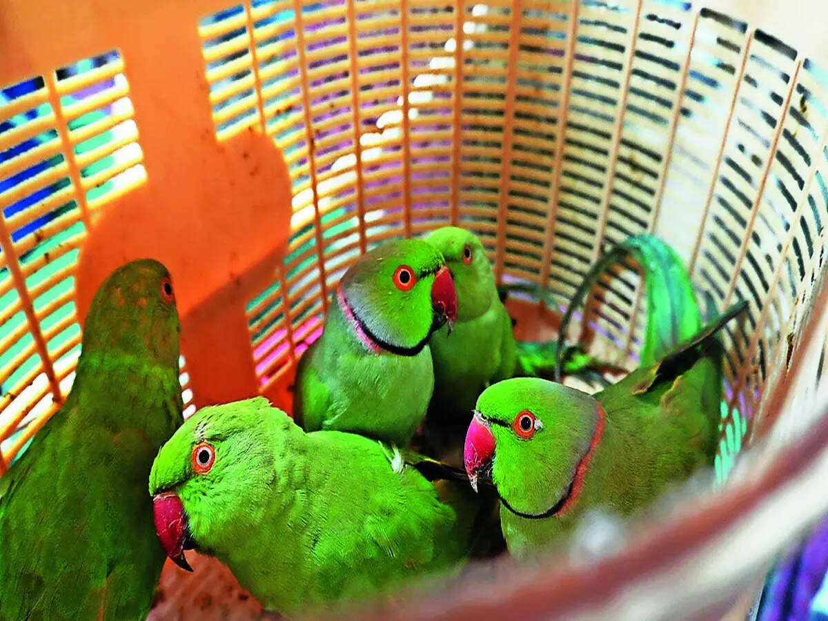 Storm-hit parakeets rescued after electrocution scare in Jayanagar