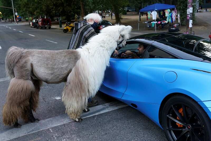 PICS: How this 'No Drama Llama' brings touch of Zen to protesters and ...