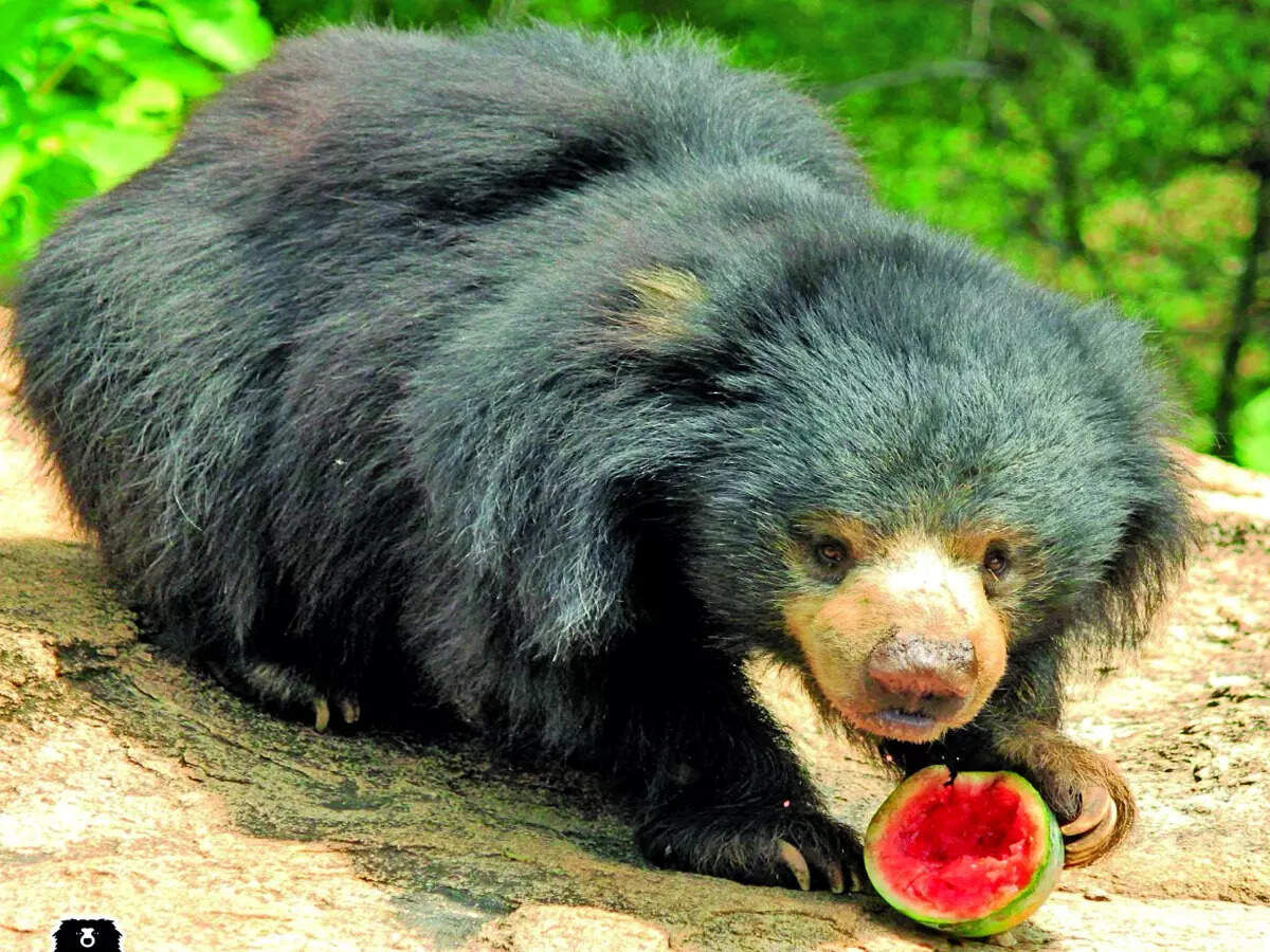 julia roberts: City bear named by Julia Roberts gets tooth extracted