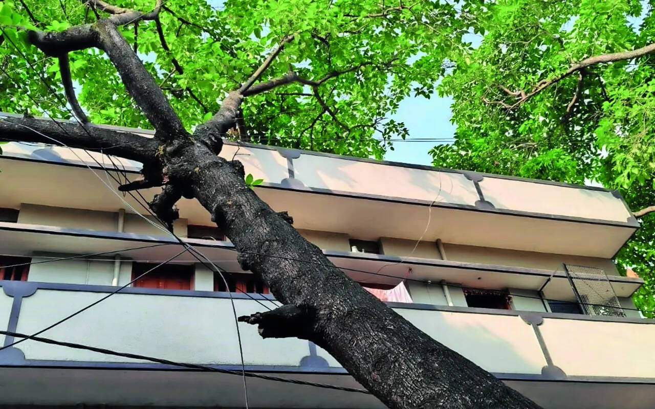 It’s a free-for-all over tree fall