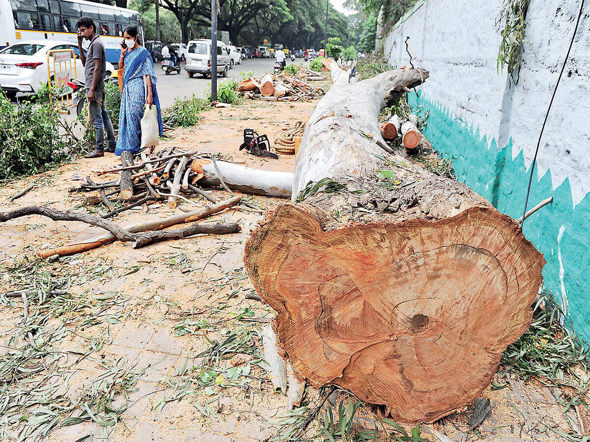 Trees vs roads in city’s periphery