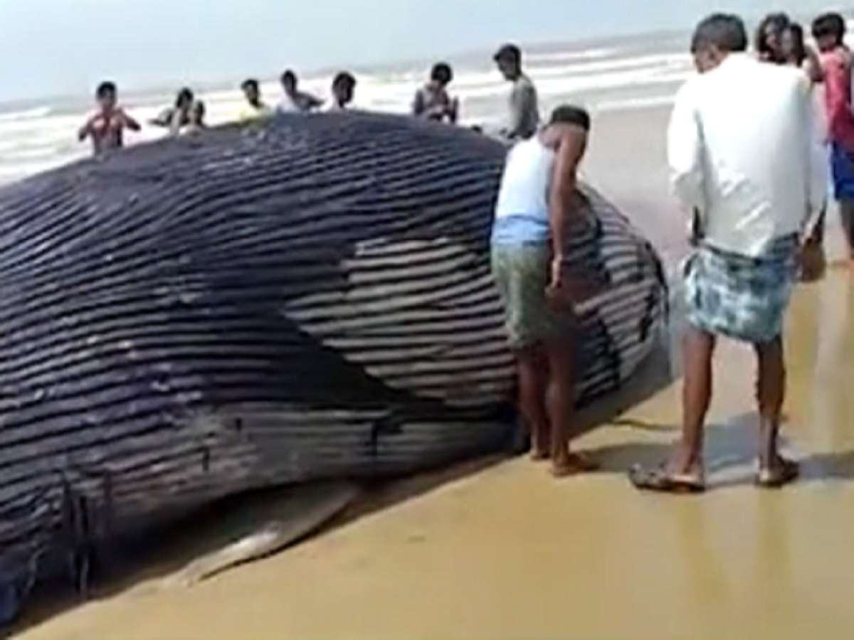 Watch: 36-feet-long whale washes ashore in West Bengal's Mandarmani