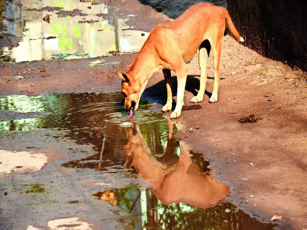 The Sunday Read: Thirsty City: Lap it up