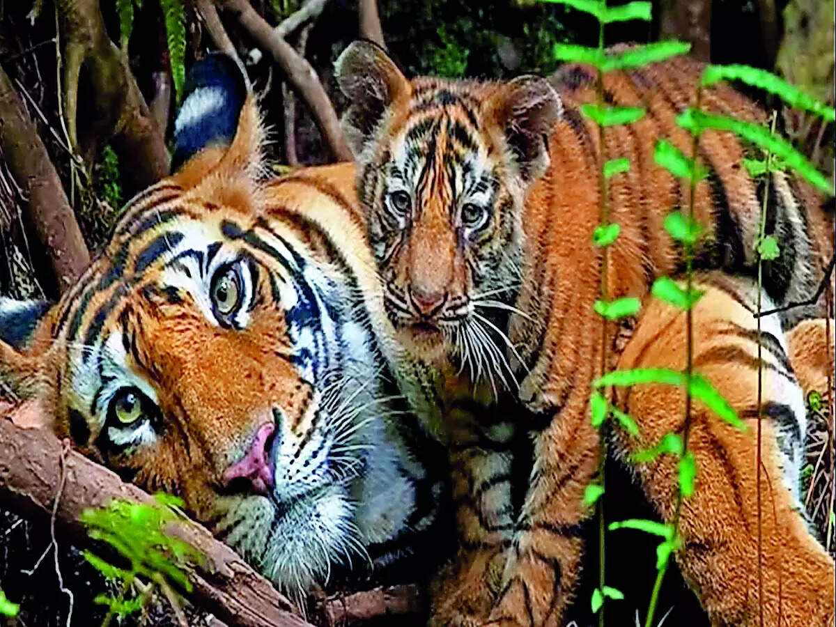 K’taka hosts global wildlife leaders for intensive tiger conservation ...