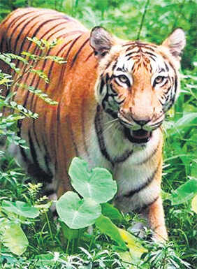 MNC’s big cats initiative