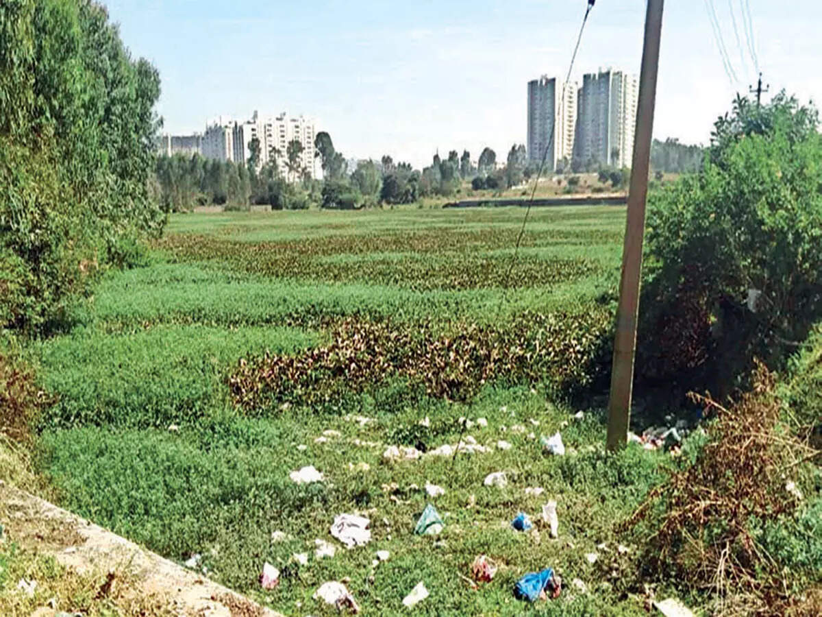 Restored Bidare Agrahara Lake promises serenity